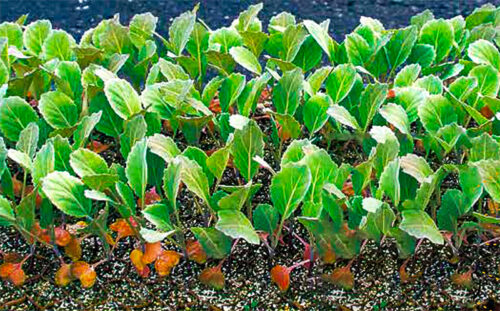 How to use Paper Pot Transplanter and Paper Chain Pots – Paper Pot Europe