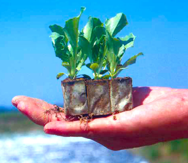 How to use Paper Pot Transplanter and Paper Chain Pots – Paper Pot Europe